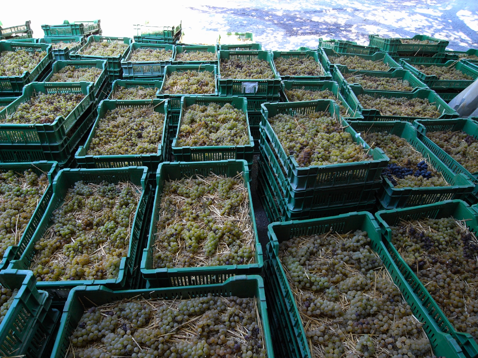 millésime 2009 - PHUSIS