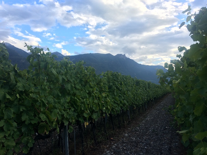 arvine brut nature 2016 - PHUSIS